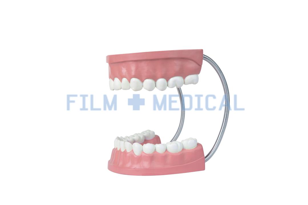Mouth Model | FILM MEDICAL