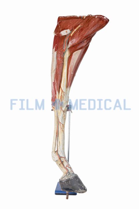 Horse Leg Model | FILM MEDICAL