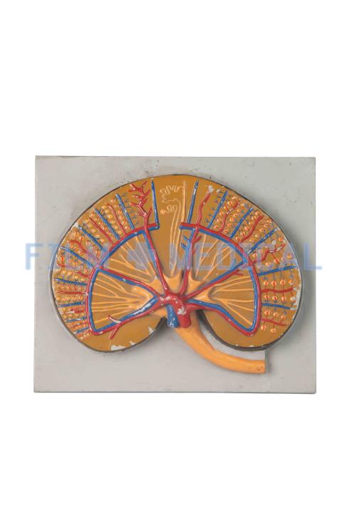 Kidney Model | FILM MEDICAL