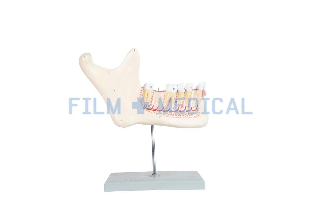 Jaw Model | FILM MEDICAL