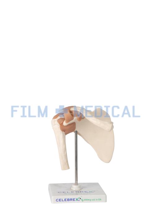 Anatomical Shoulder Model on White Base | FILM MEDICAL