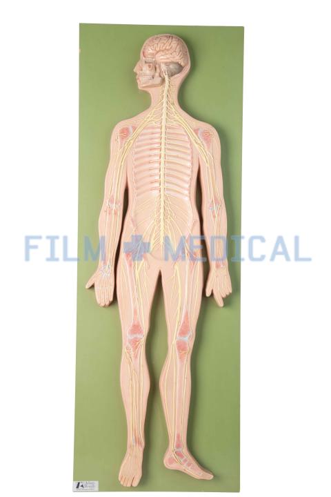 Sectional Model of Human Body | FILM MEDICAL