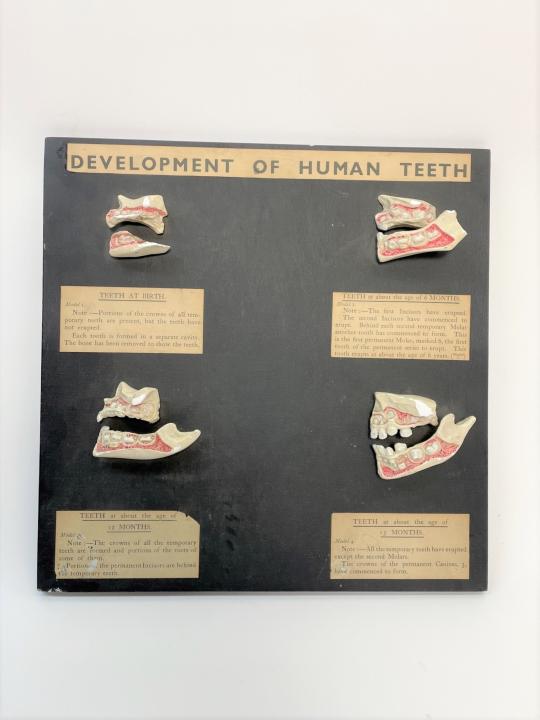 Development of human teeth | FILM MEDICAL