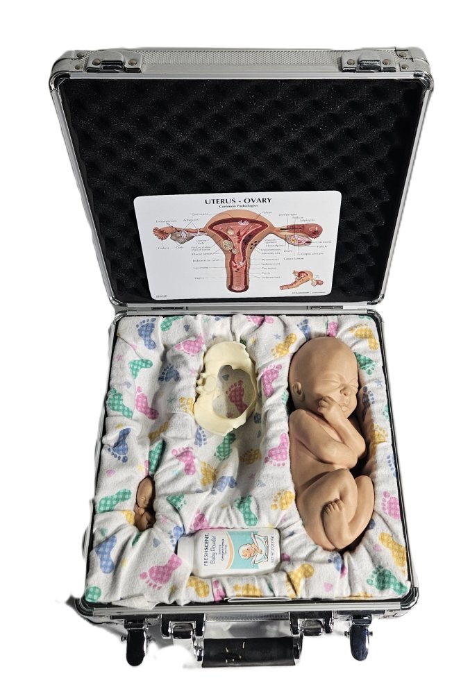 Different Sizes of Baby Models In A Case | FILM MEDICAL