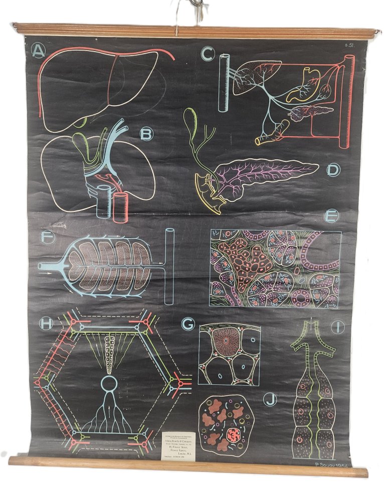 Biology Poster | FILM MEDICAL