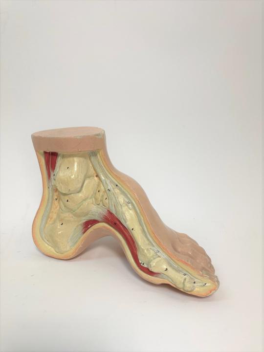 Foot Teaching Model | FILM MEDICAL