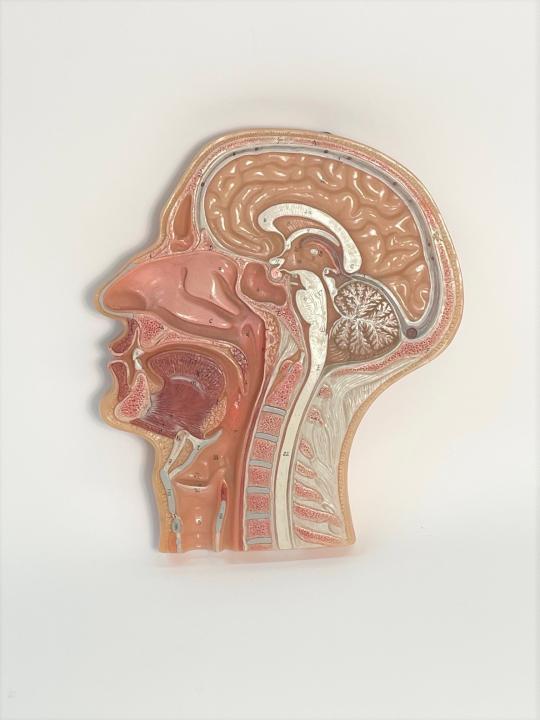 Anatomical Model Of A Half Head | FILM MEDICAL