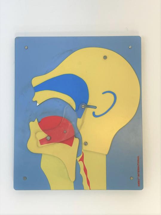 ENT Teaching Model | FILM MEDICAL