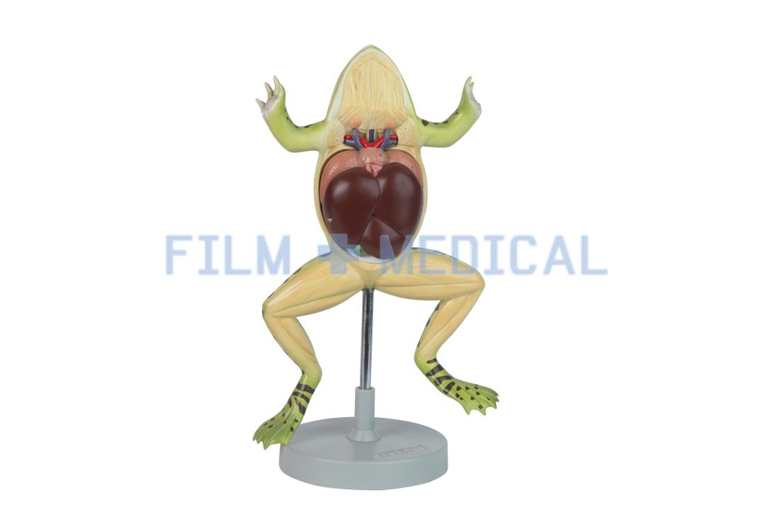 Teaching Frog Model | FILM MEDICAL