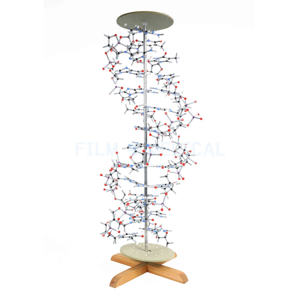 Large DNA Model On Stand | FILM MEDICAL