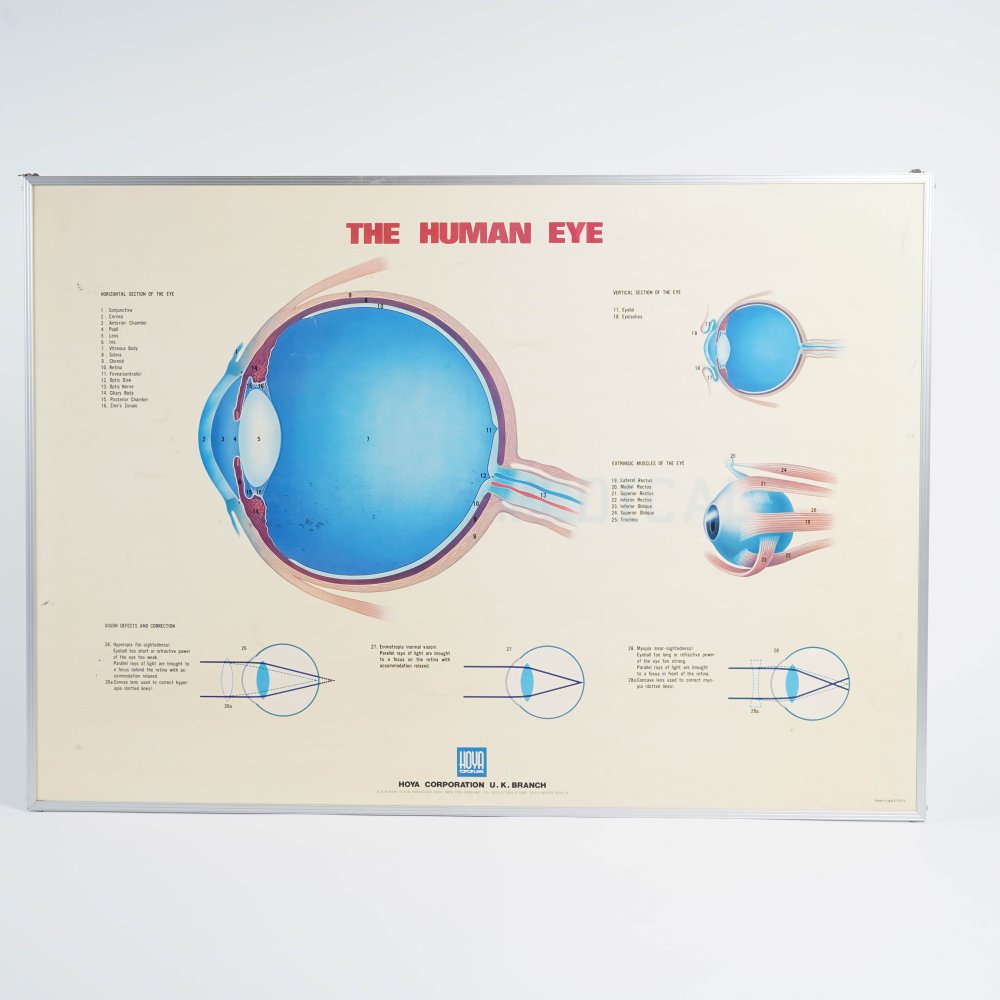 Human Eye Poster | FILM MEDICAL