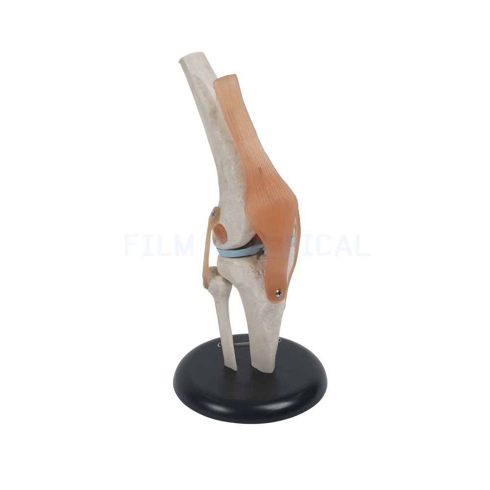 Knee Joint Model | FILM MEDICAL