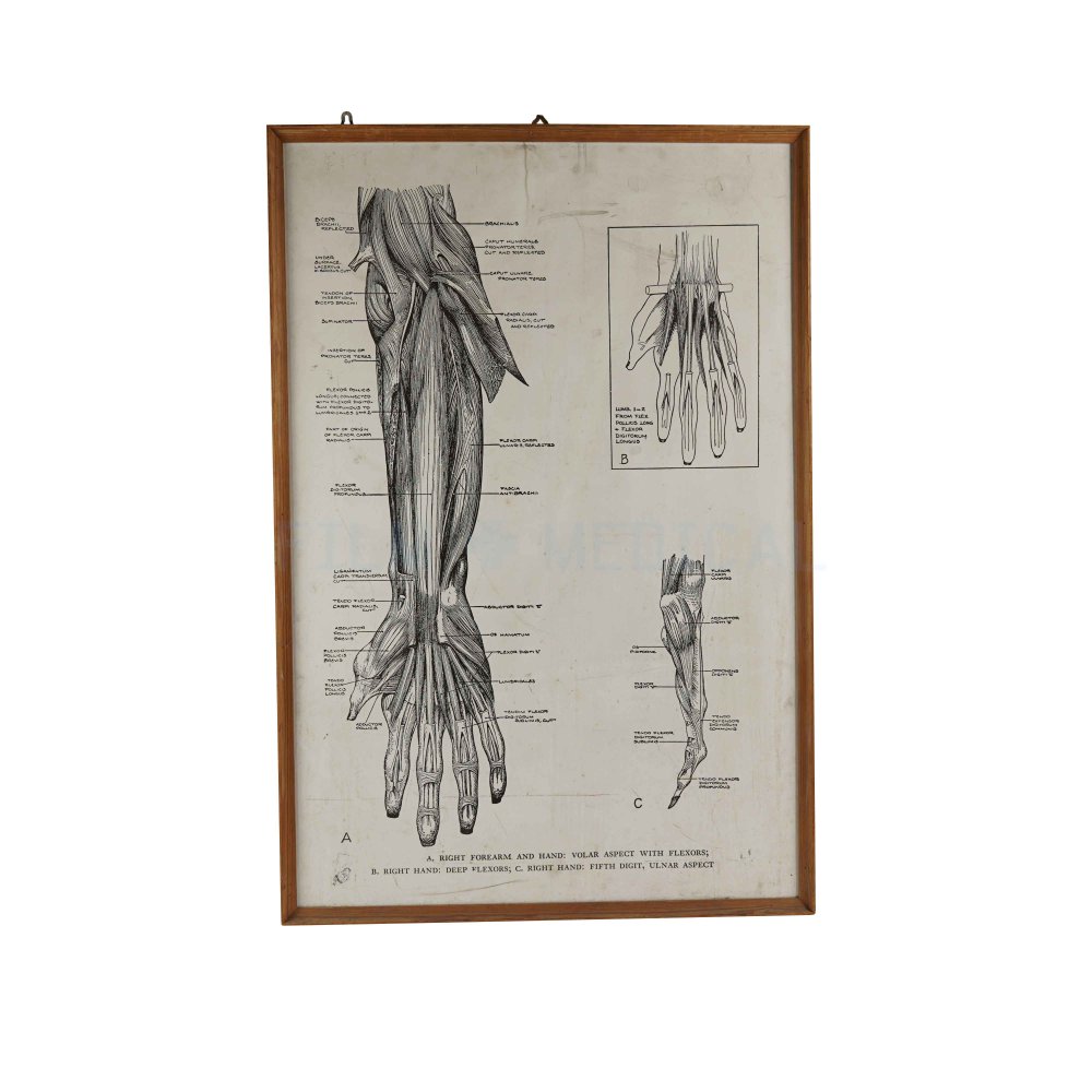Primate Forearm Poster 75x110 | FILM MEDICAL
