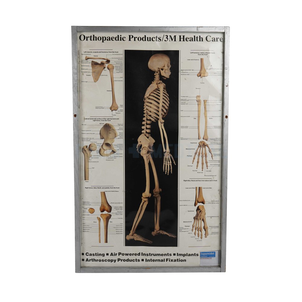 Skeletal Model Poster | FILM MEDICAL