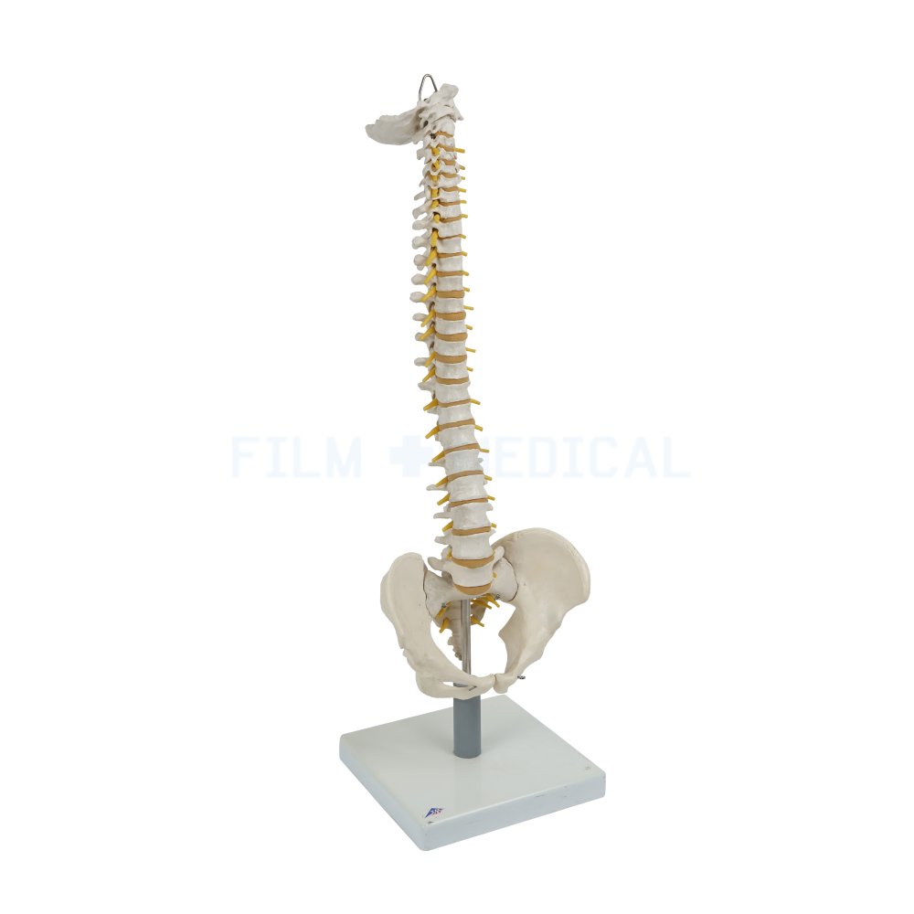 Standing Spine Model | FILM MEDICAL