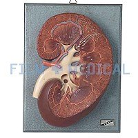 organs | FILM MEDICAL