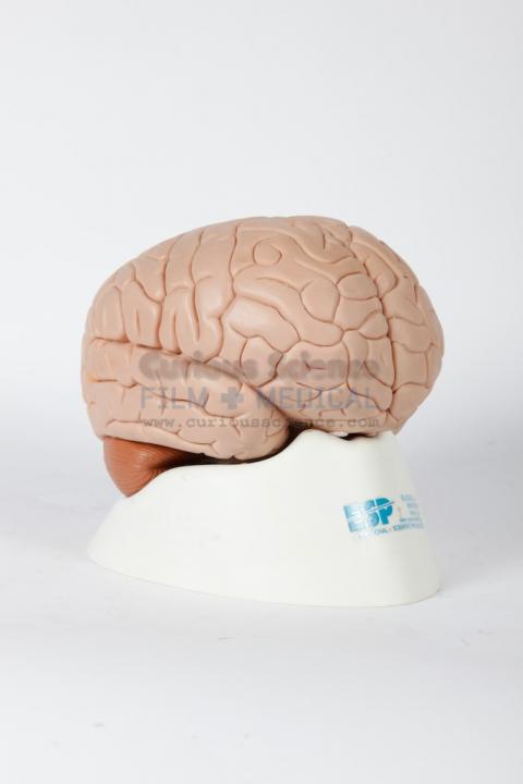 Teaching Brain Model | FILM MEDICAL