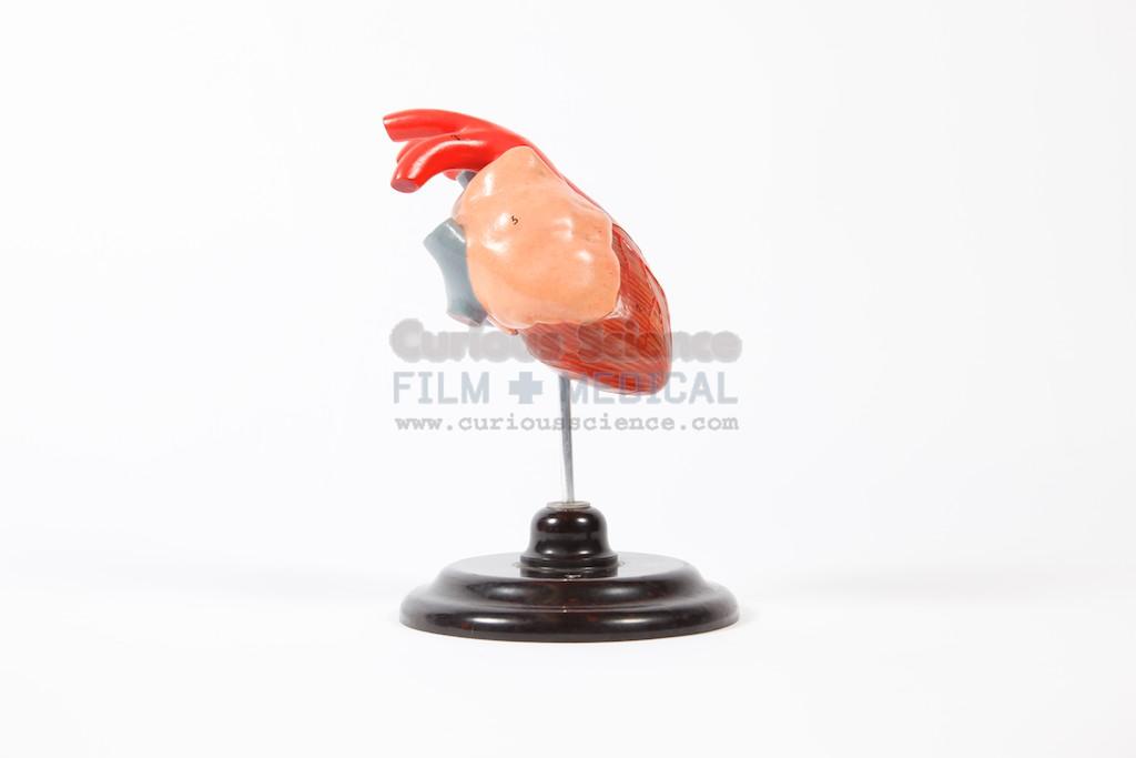 Period Heart Model | FILM MEDICAL