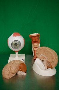 Selection of Anatomy Models each | FILM MEDICAL