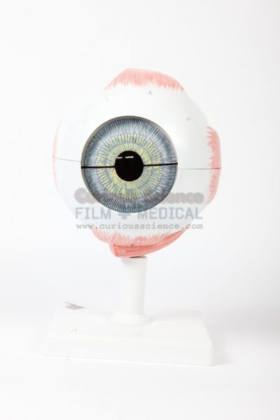 Model of human eye | FILM MEDICAL