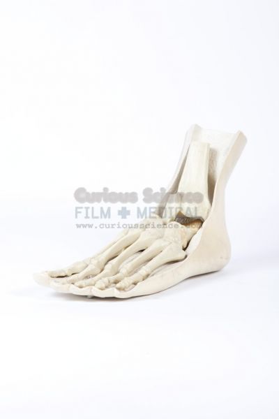 Model of foot | FILM MEDICAL