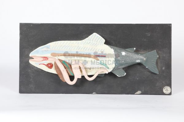 Cross section model of fish | FILM MEDICAL