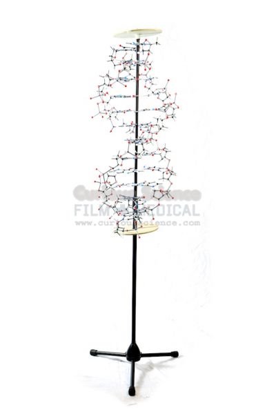 Large DNA model on stand | FILM MEDICAL