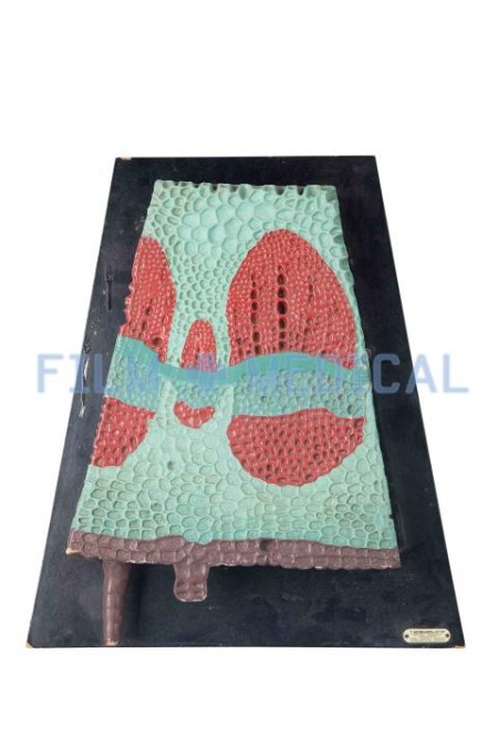 Cellular Model | FILM MEDICAL