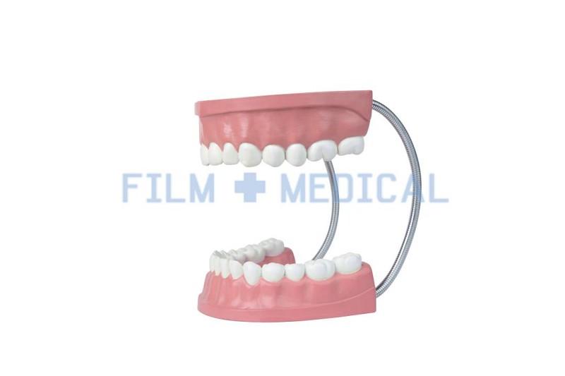 Mouth Model | FILM MEDICAL