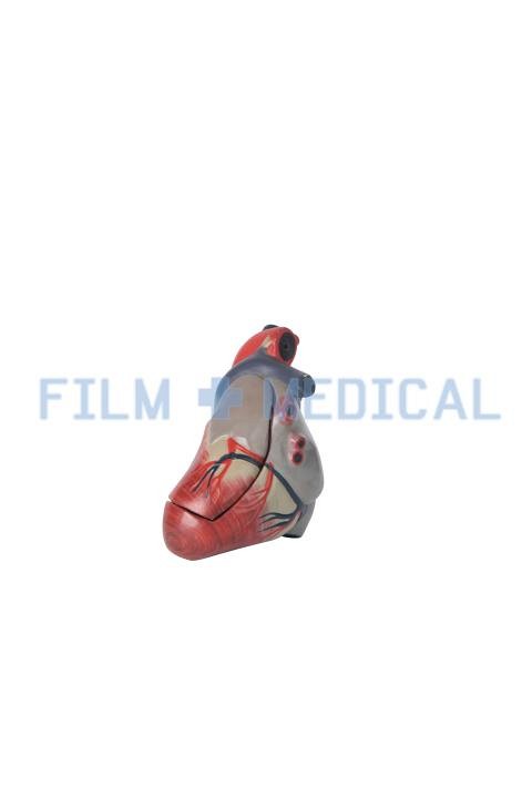 Anatomical Model of the Heart | FILM MEDICAL