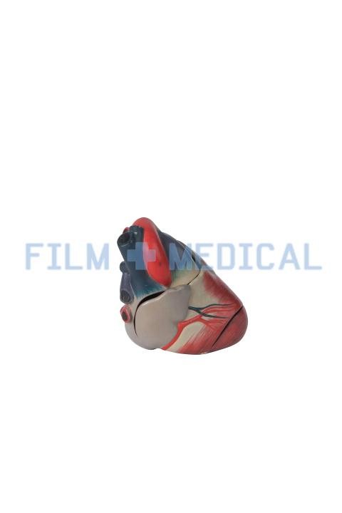 Anatomical Model of the Heart | FILM MEDICAL