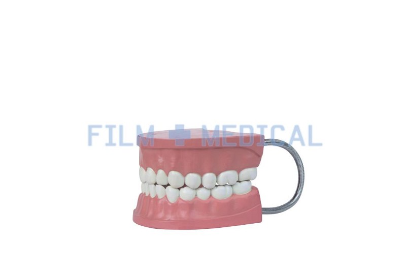 Mouth Model | FILM MEDICAL