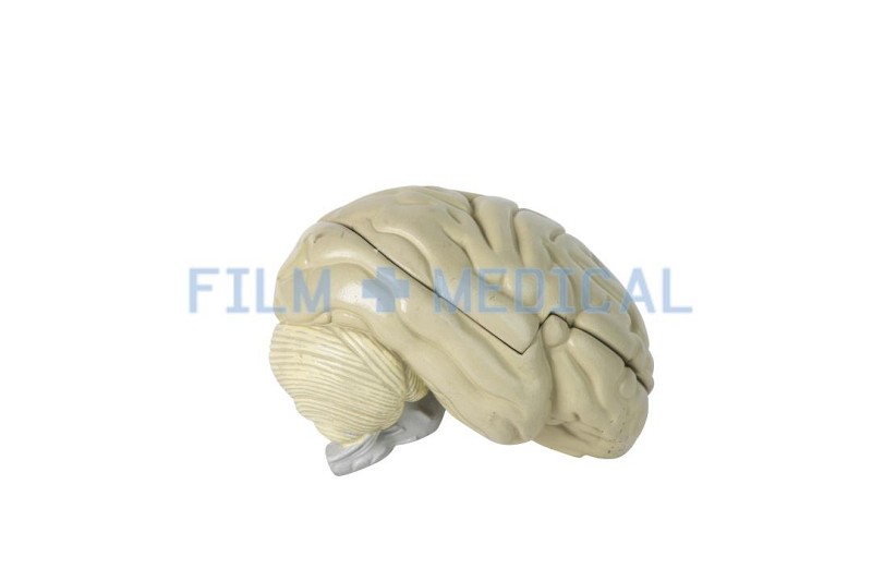 Model of Human Brain | FILM MEDICAL
