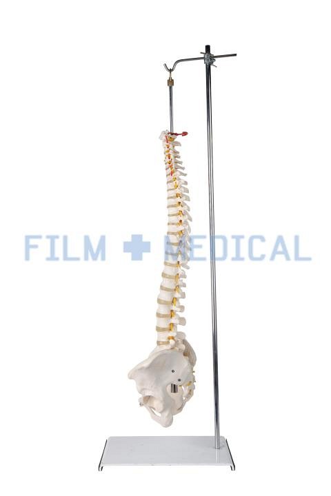 Spine Model on Stand | FILM MEDICAL