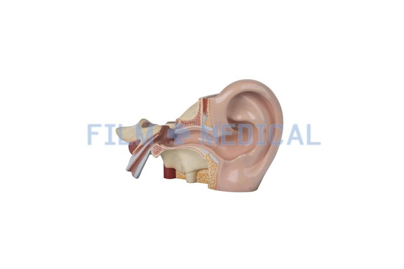 Ear Model | FILM MEDICAL