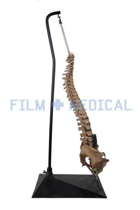 Period Spine Model On Stand | FILM MEDICAL