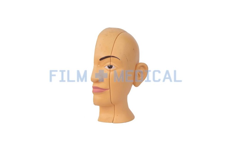 Sectional Anatomical Model Head | FILM MEDICAL