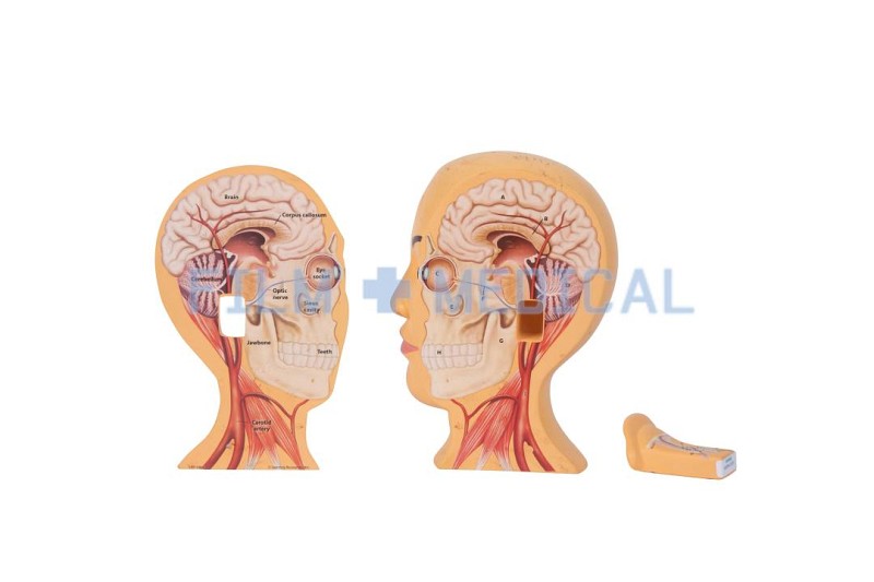 Sectional Anatomical Model Head | FILM MEDICAL