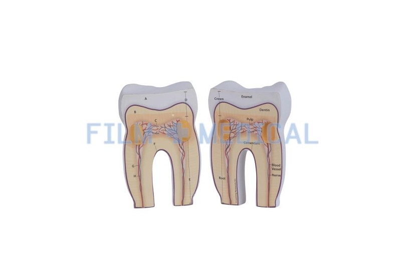 Tooth Model | FILM MEDICAL