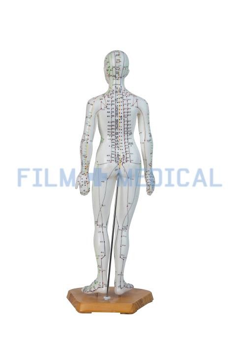 Female Accupuncture Model on Base | FILM MEDICAL