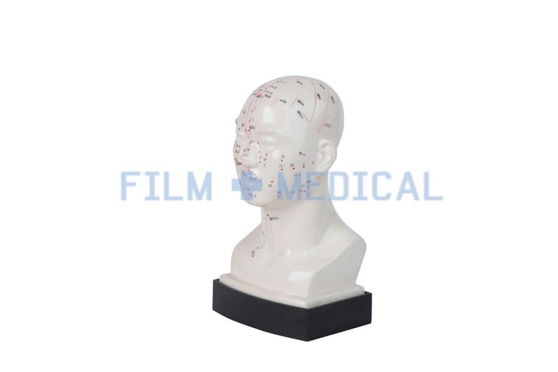 Acupuncture Model of Head | FILM MEDICAL