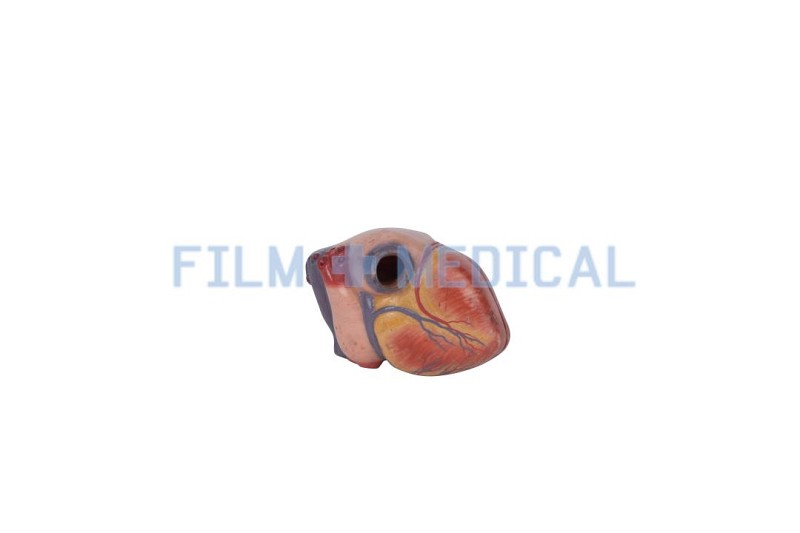Teaching Model of Heart | FILM MEDICAL