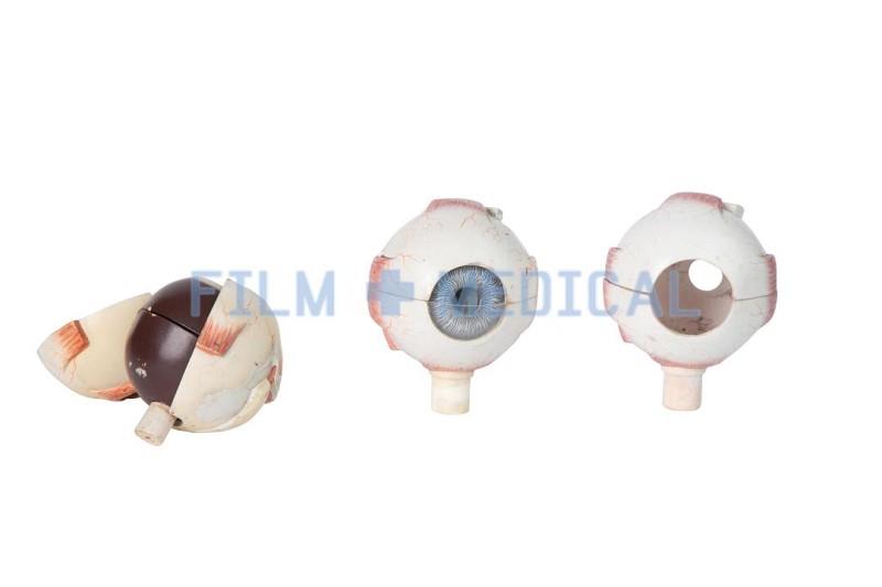 Eye Teaching Model | FILM MEDICAL