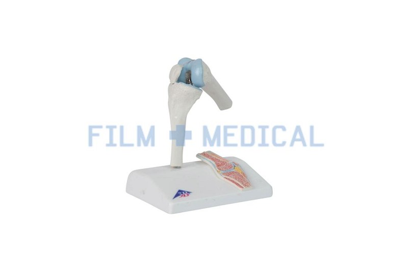 Knee Joint Model | FILM MEDICAL