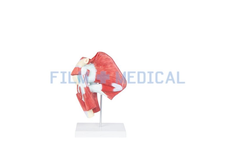 Model of Shoulder | FILM MEDICAL
